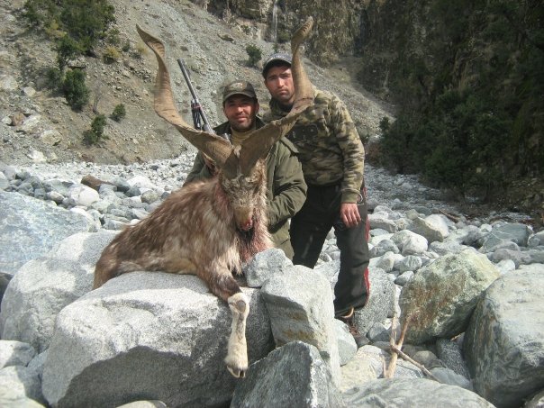 Astor Markhor - Golden Peak Tours Pakistan